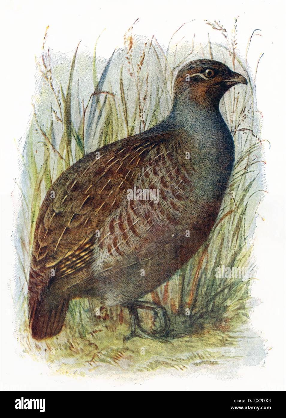 Partridge Bird 19th century colour illustration Stock Photo - Alamy
