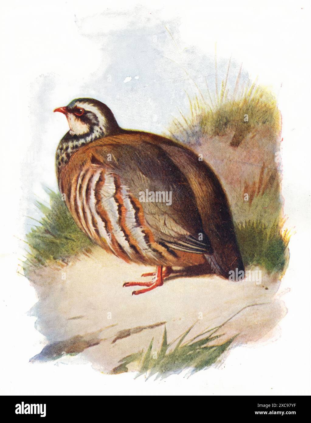Red Legged Partridge Bird 19th century colour illustration Stock Photo ...