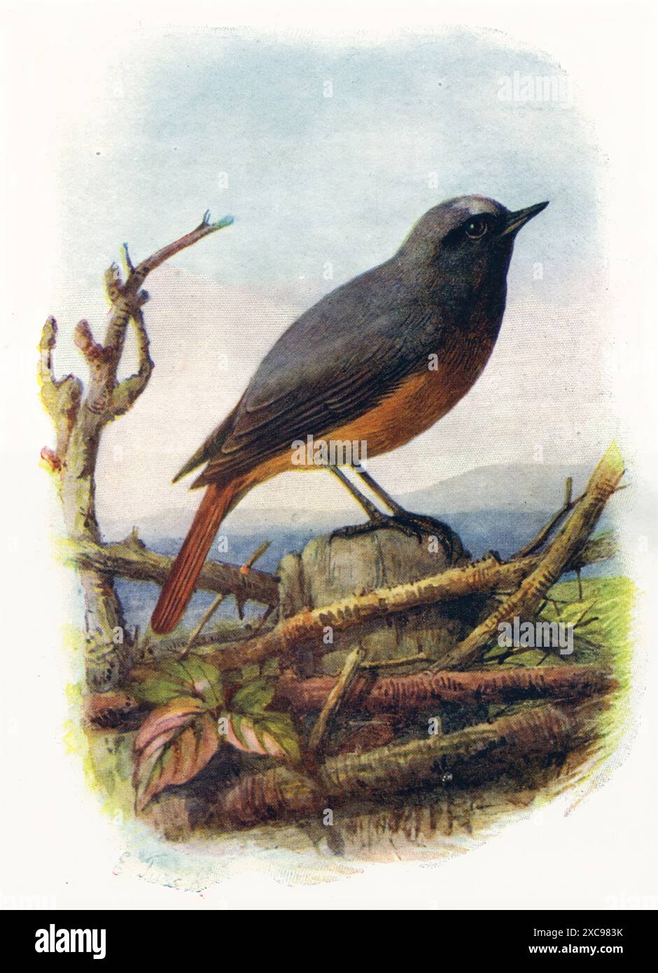 Redstart Bird 19th century colour illustration Stock Photo - Alamy