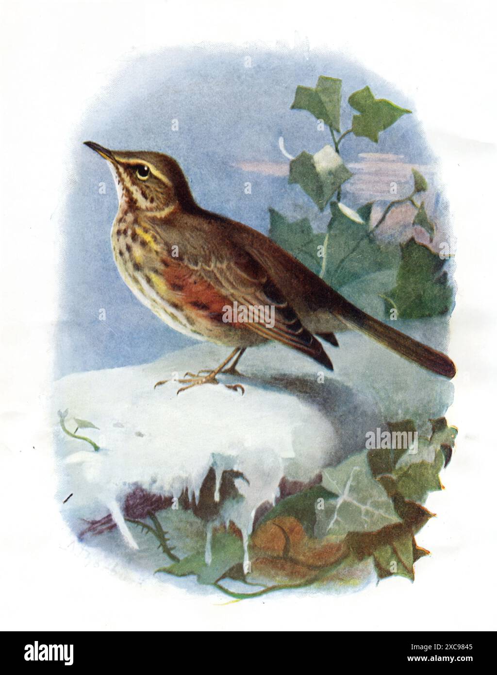 Victorian bird field guide hi-res stock photography and images - Alamy