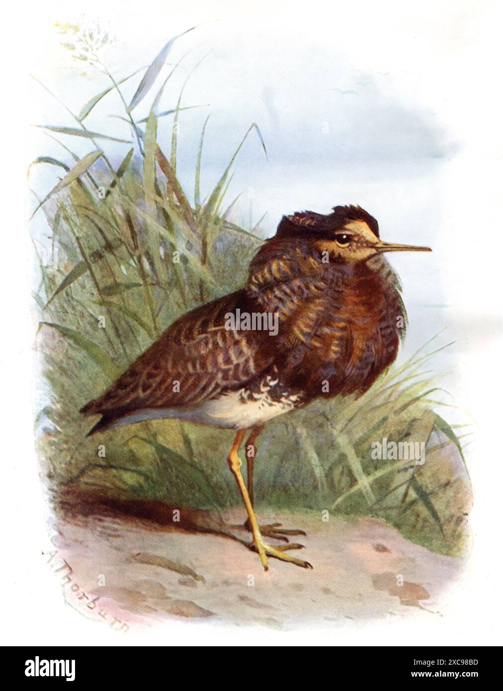 Ruff Bird 19th century colour illustration Stock Photo - Alamy