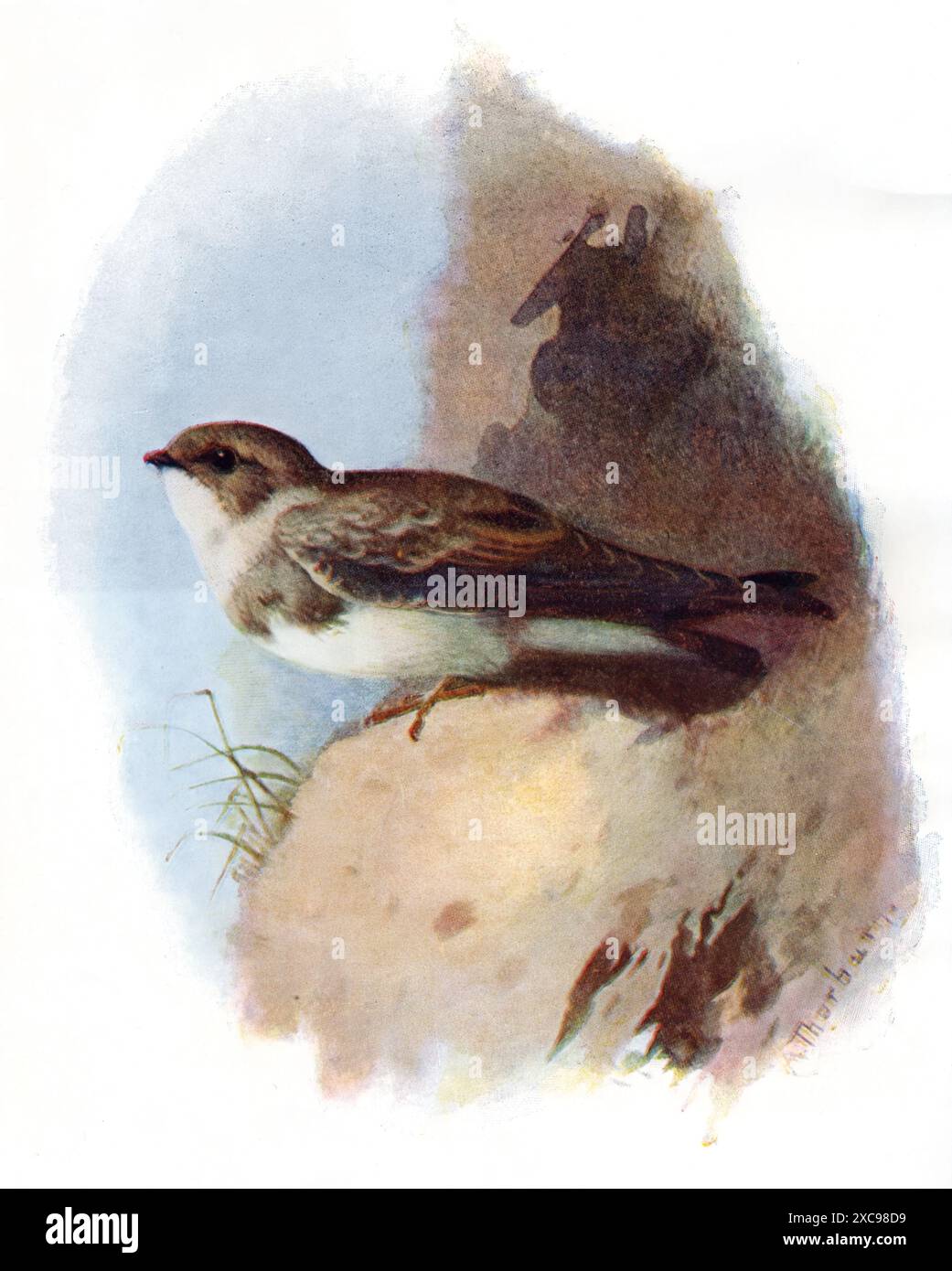 Sand Martin Bird 19th century colour illustration Stock Photo - Alamy