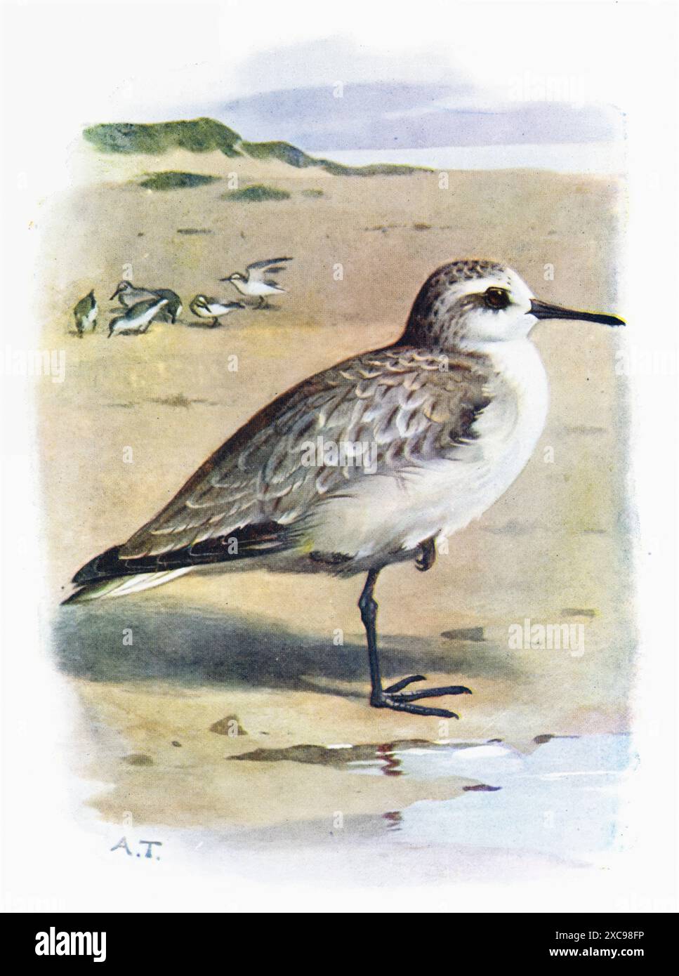 Sanderling Bird 19th century colour illustration Stock Photo - Alamy