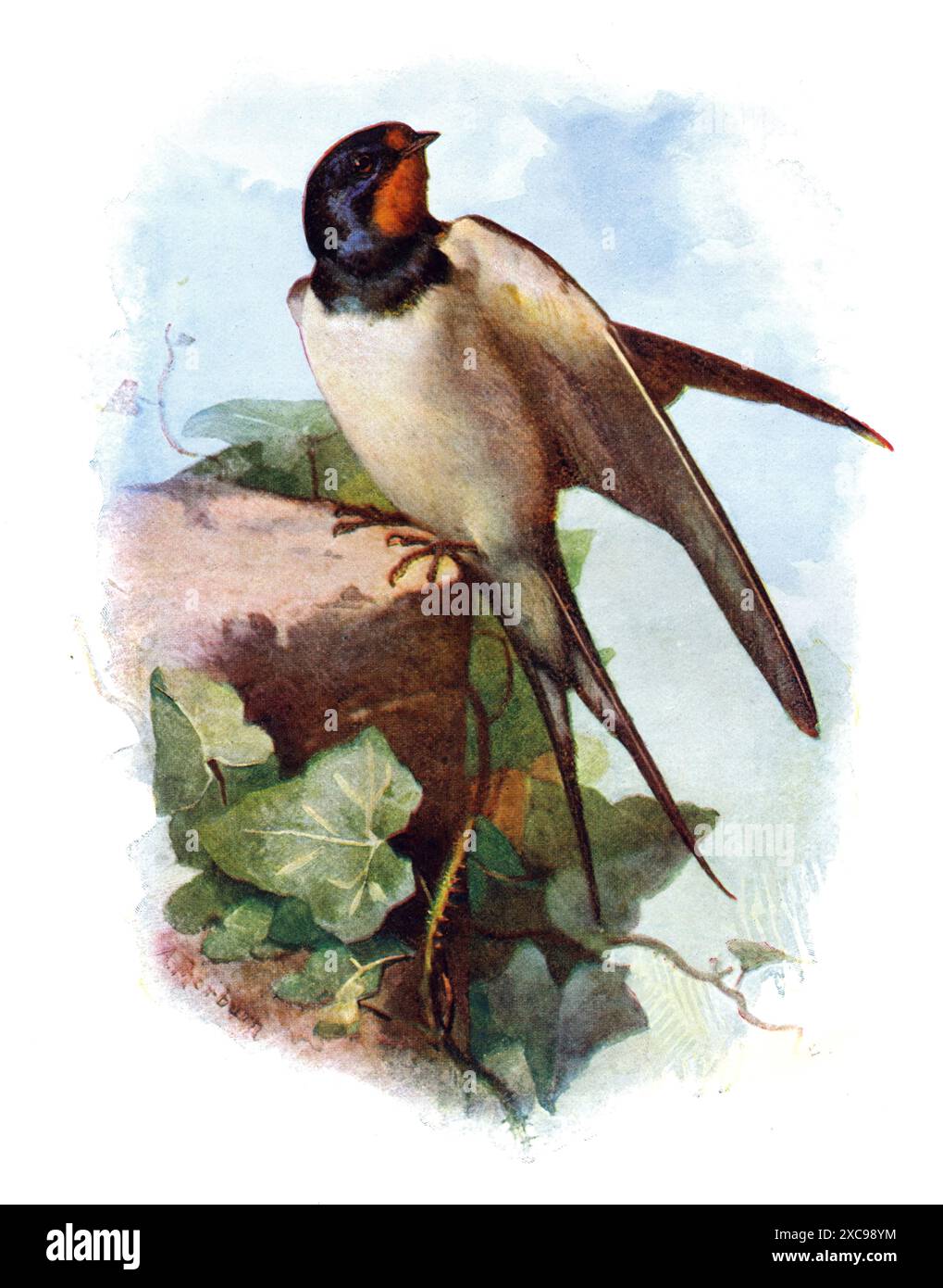 Classic fauna illustration Cut Out Stock Images & Pictures - Alamy