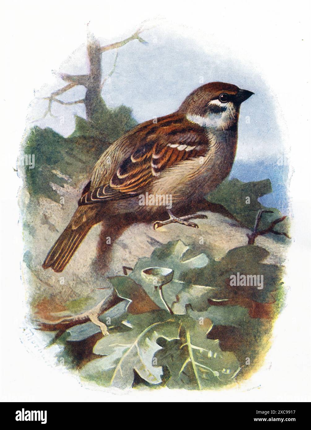 Brown african bird Cut Out Stock Images & Pictures - Alamy