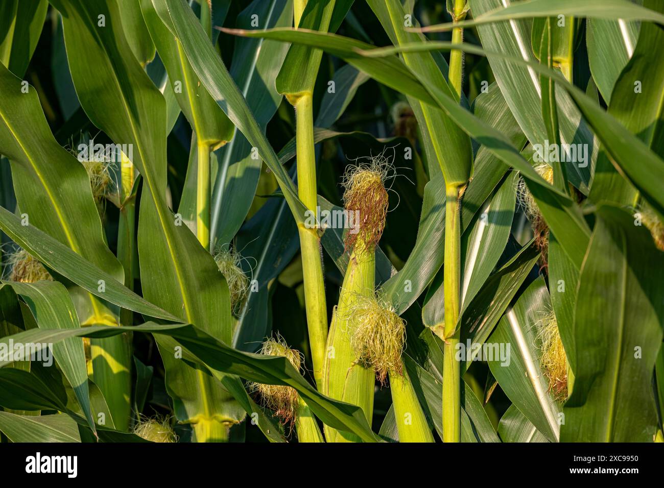 Cornfield with corn ear and silk growing on cornstalk. Ethanol, farming ...