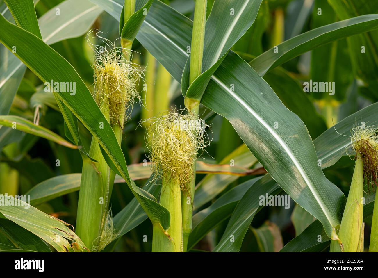 Cornfield with corn ear and silk growing on cornstalk. Ethanol, farming ...