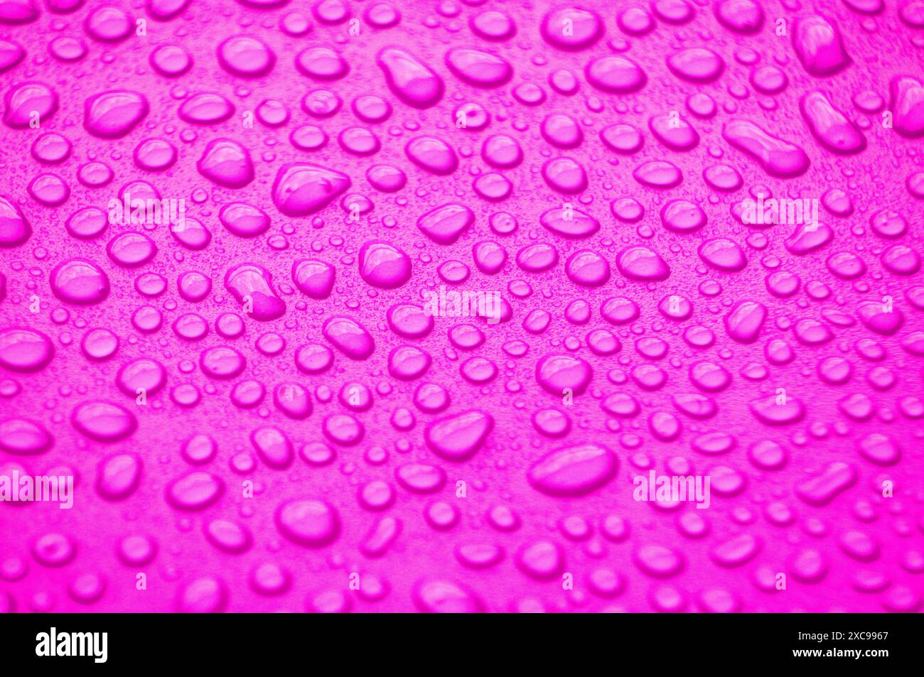 Close up of water droplets on pink cover background. Water droplets ...