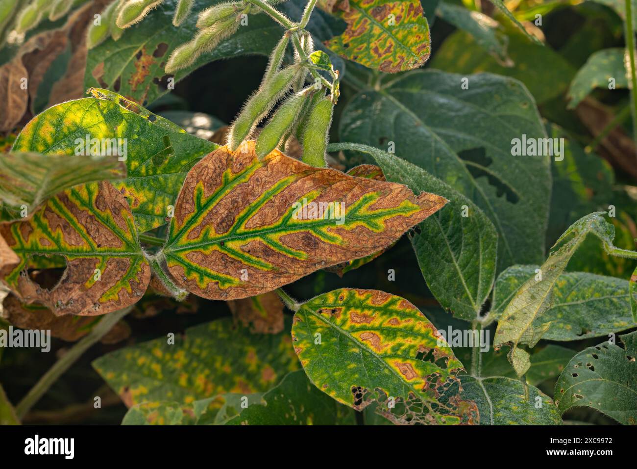 Soybean SDS, sudden death syndrome, during leaf scorch stage on plant ...