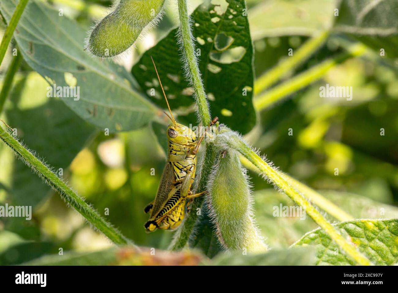 Green grasshopper on soybean plant. Agriculture crop insects, pest ...