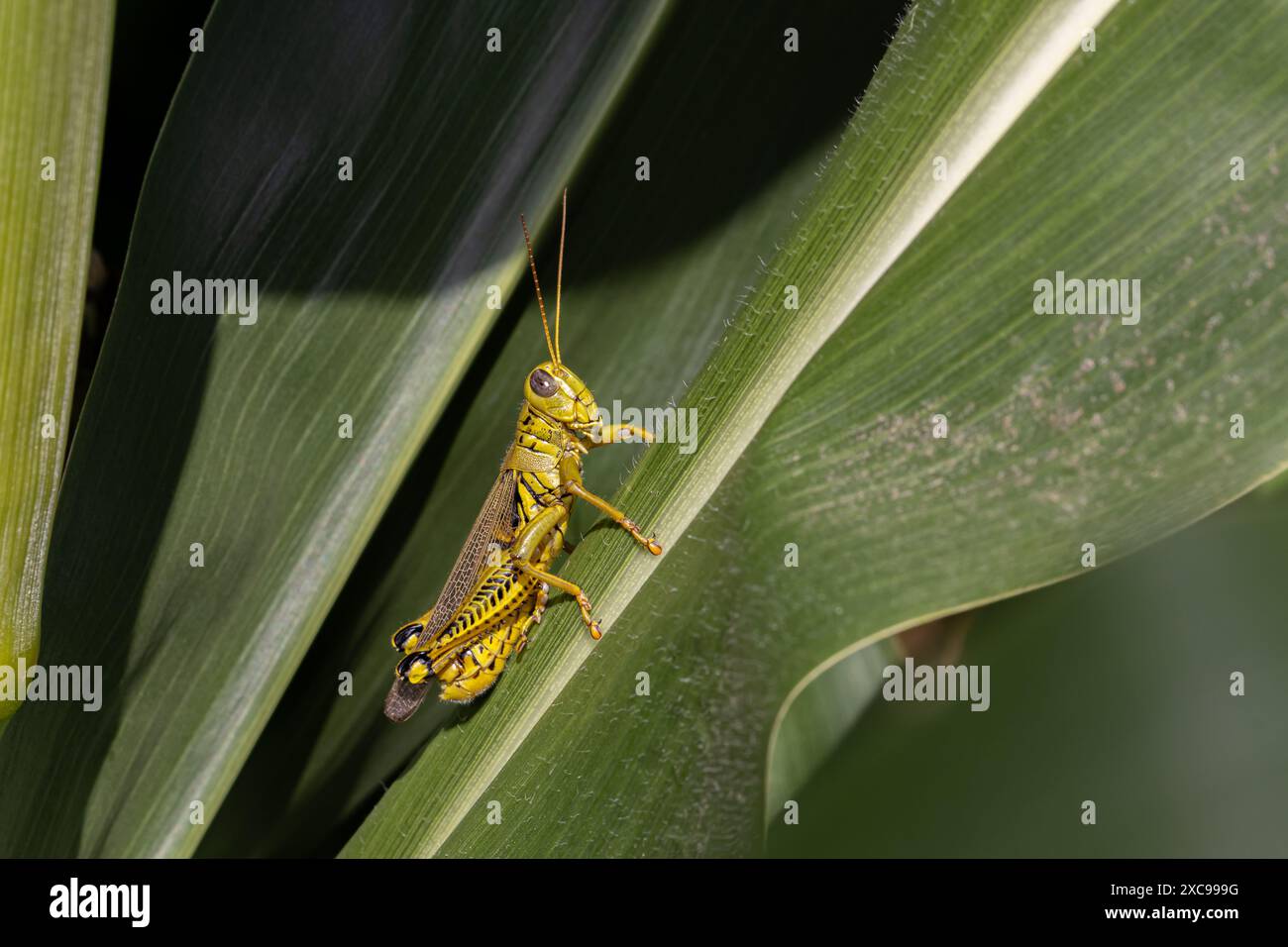 Crop pests hi-res stock photography and images - Alamy
