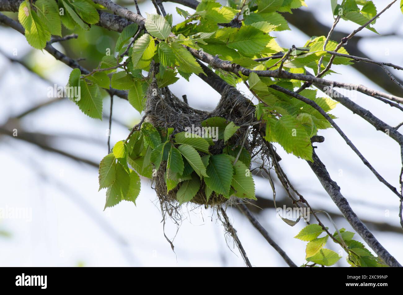 Baltimore Oriole, Icterus galbula, nest Stock Photo - Alamy