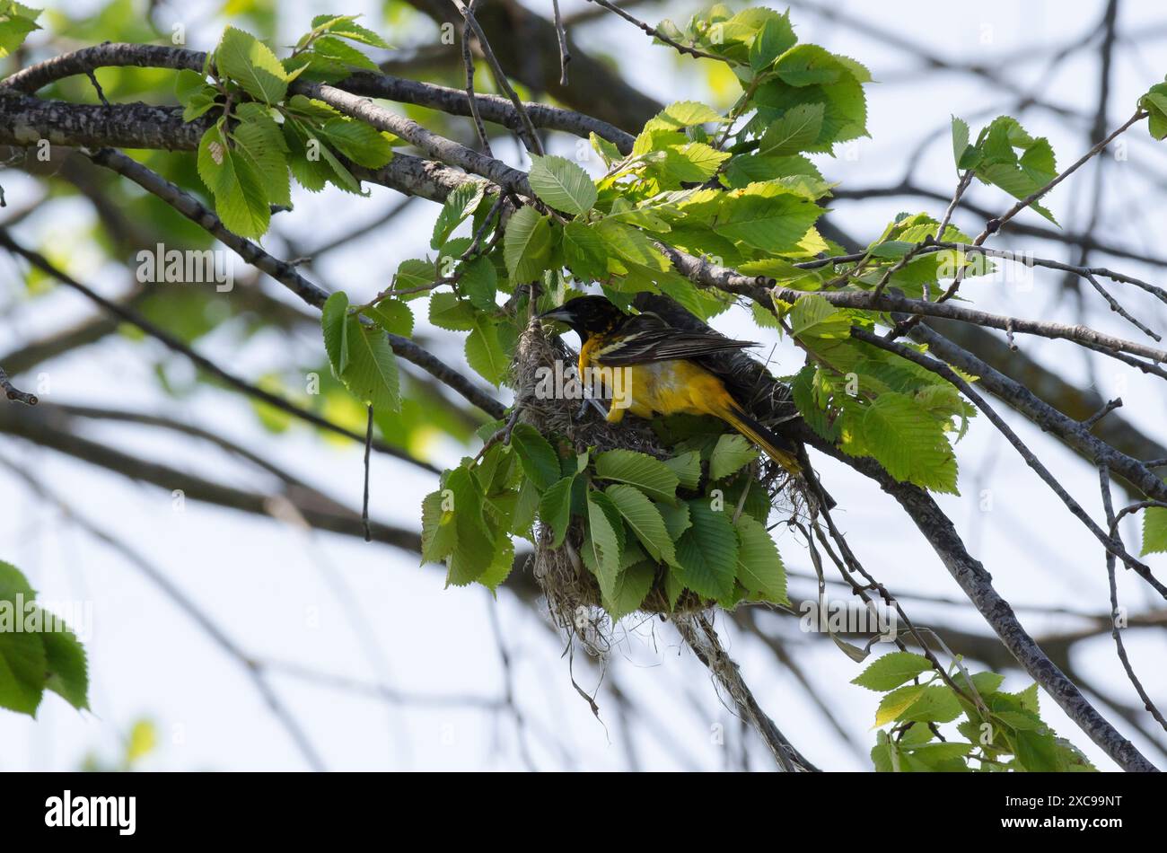 Baltimore oriole nest hi-res stock photography and images - Alamy