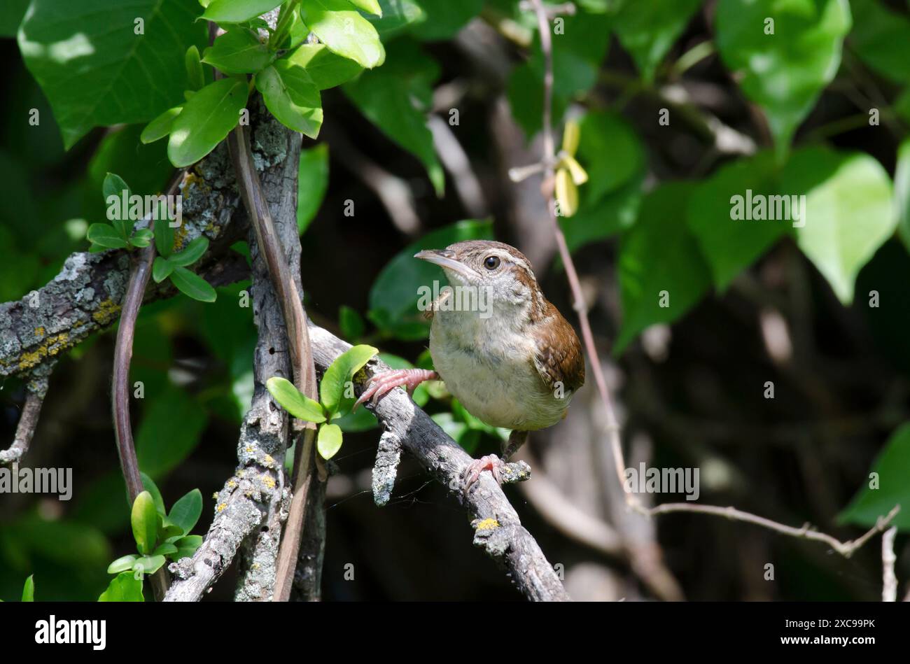 Carolina Wren, Thryothorus ludovicianus Stock Photo - Alamy