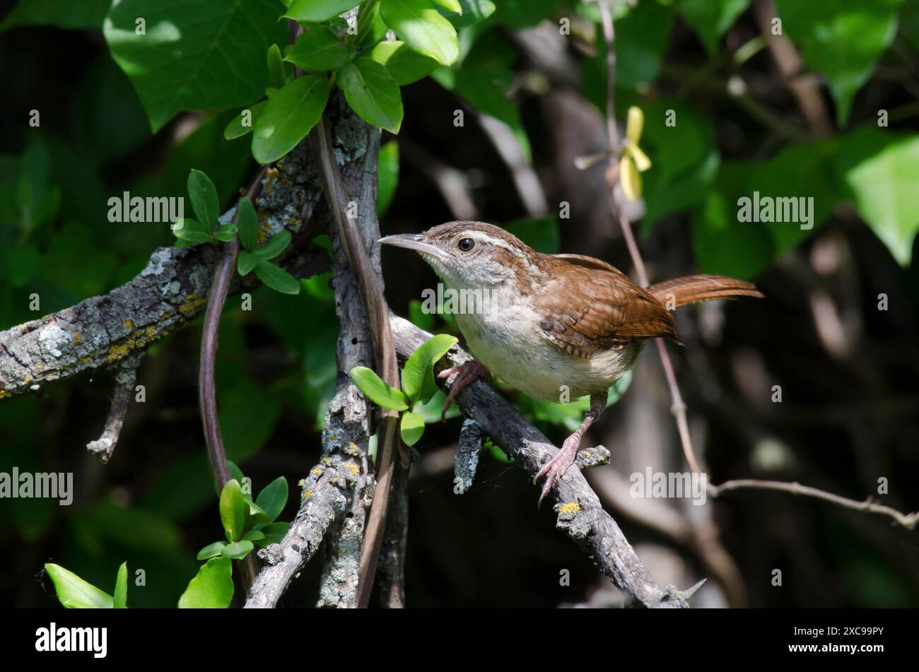 Thryothorus hi-res stock photography and images - Alamy