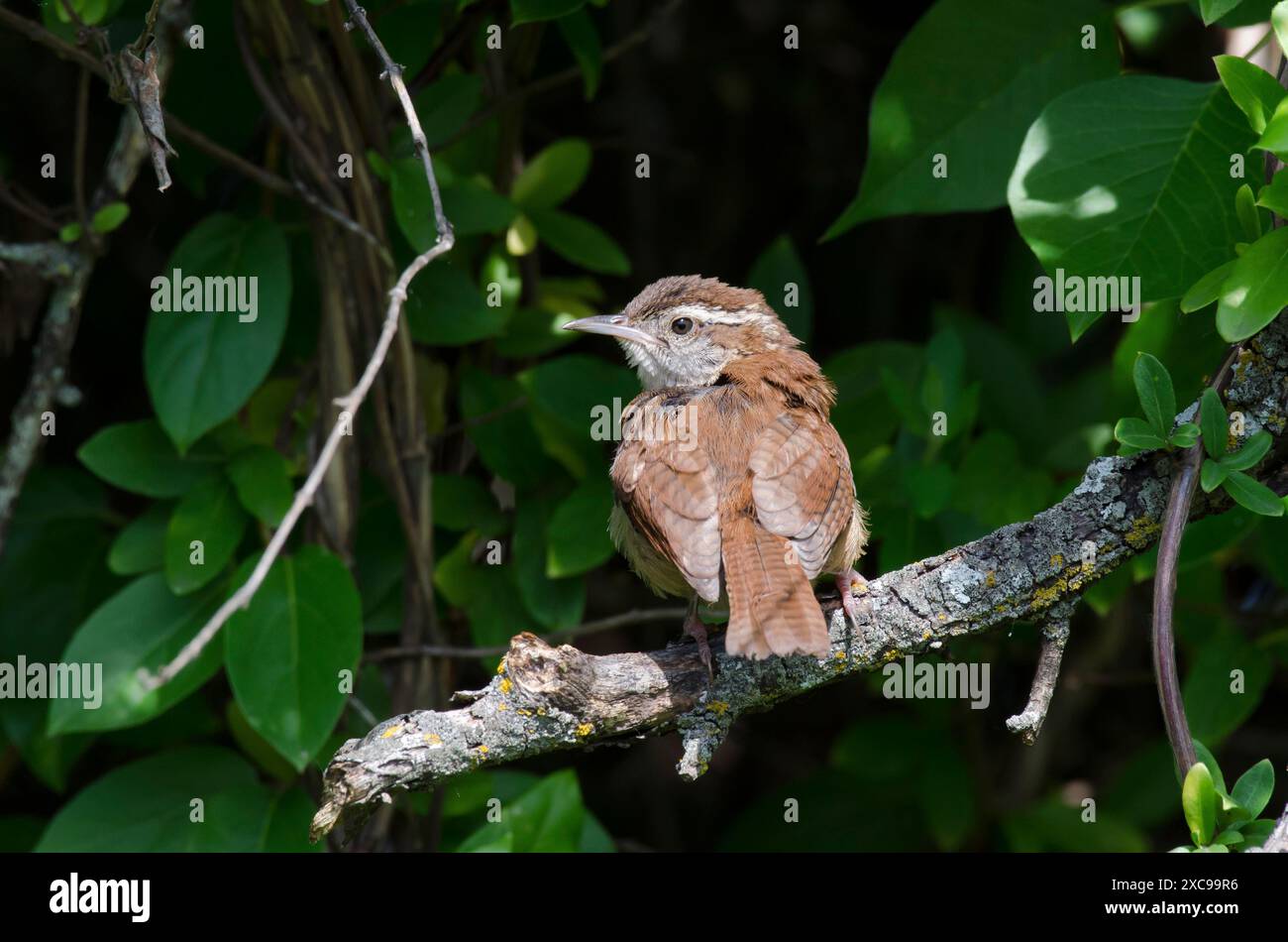 Thryothorus hi-res stock photography and images - Alamy
