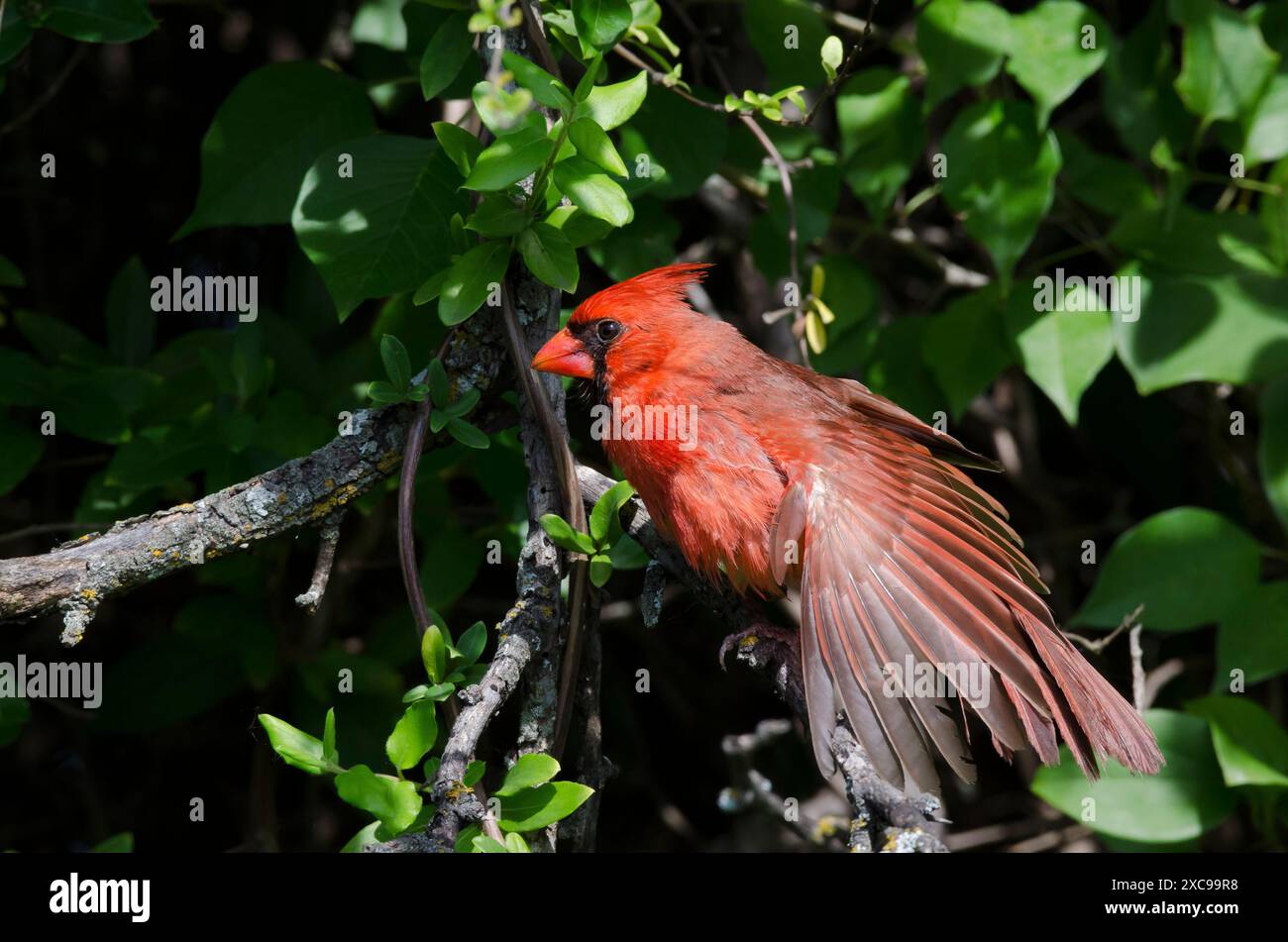 Northern Cardinal, Cardinalis cardinalis, male wing stretch Stock Photo ...