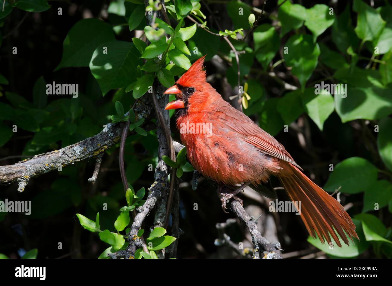 Cardinal singing hi-res stock photography and images - Alamy