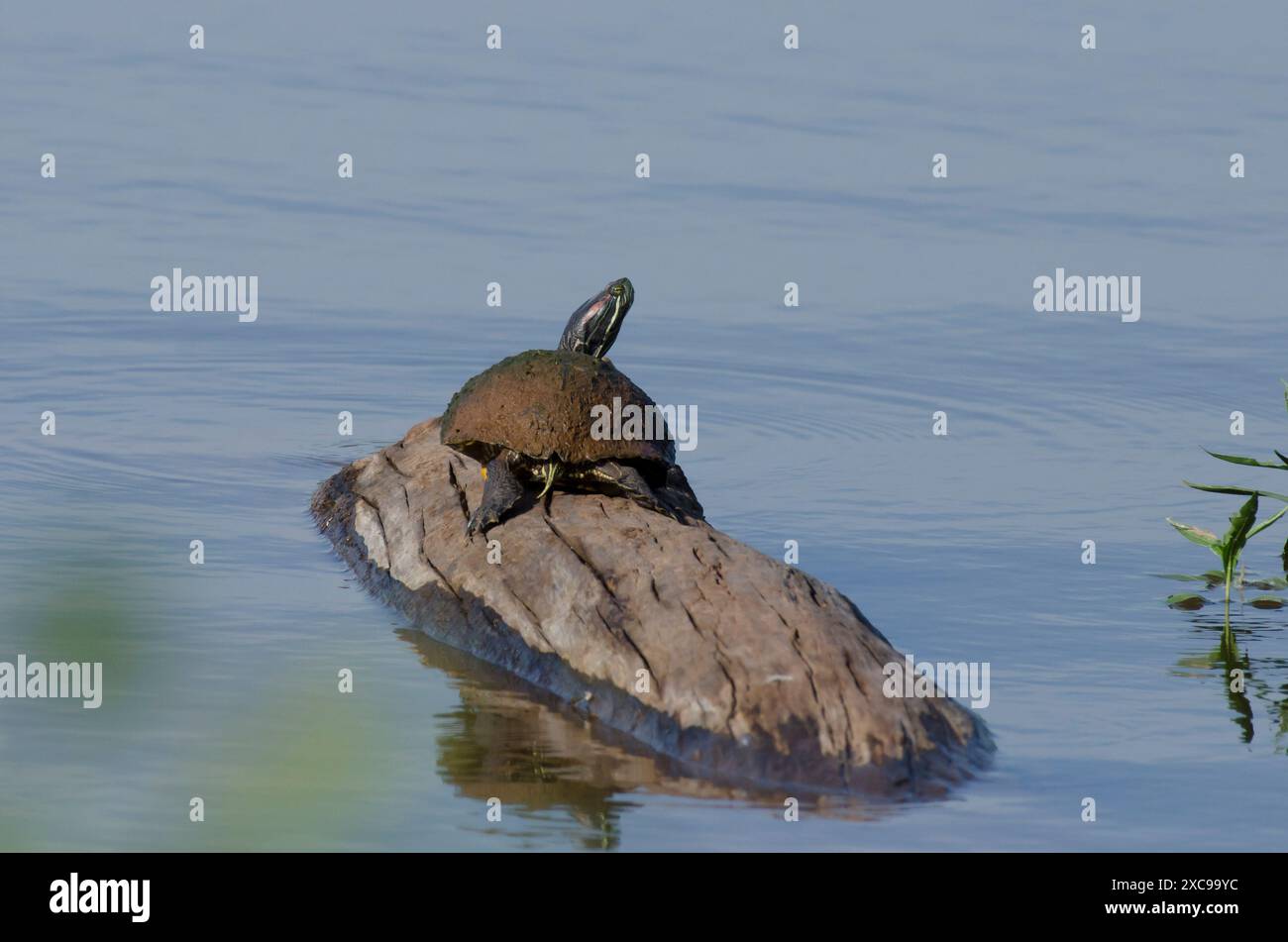Red-eared slider, Trachemys scripta elegans, basking on log Stock Photo ...