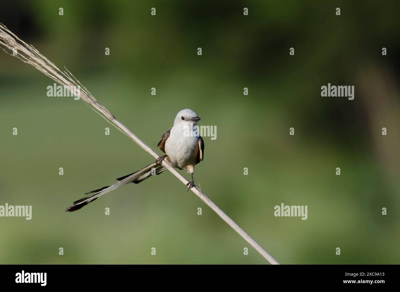 Scissor-tailed Flycatcher, Tyrannus forficatus Stock Photo - Alamy