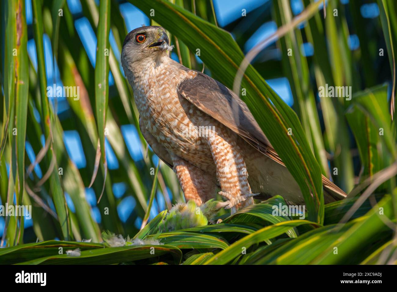 Killer parrot hi-res stock photography and images - Alamy