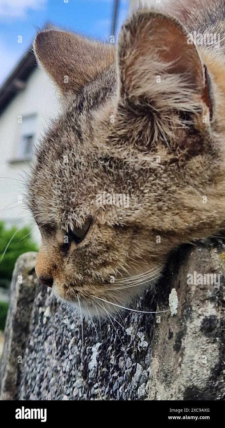 Striped cat hi-res stock photography and images - Alamy