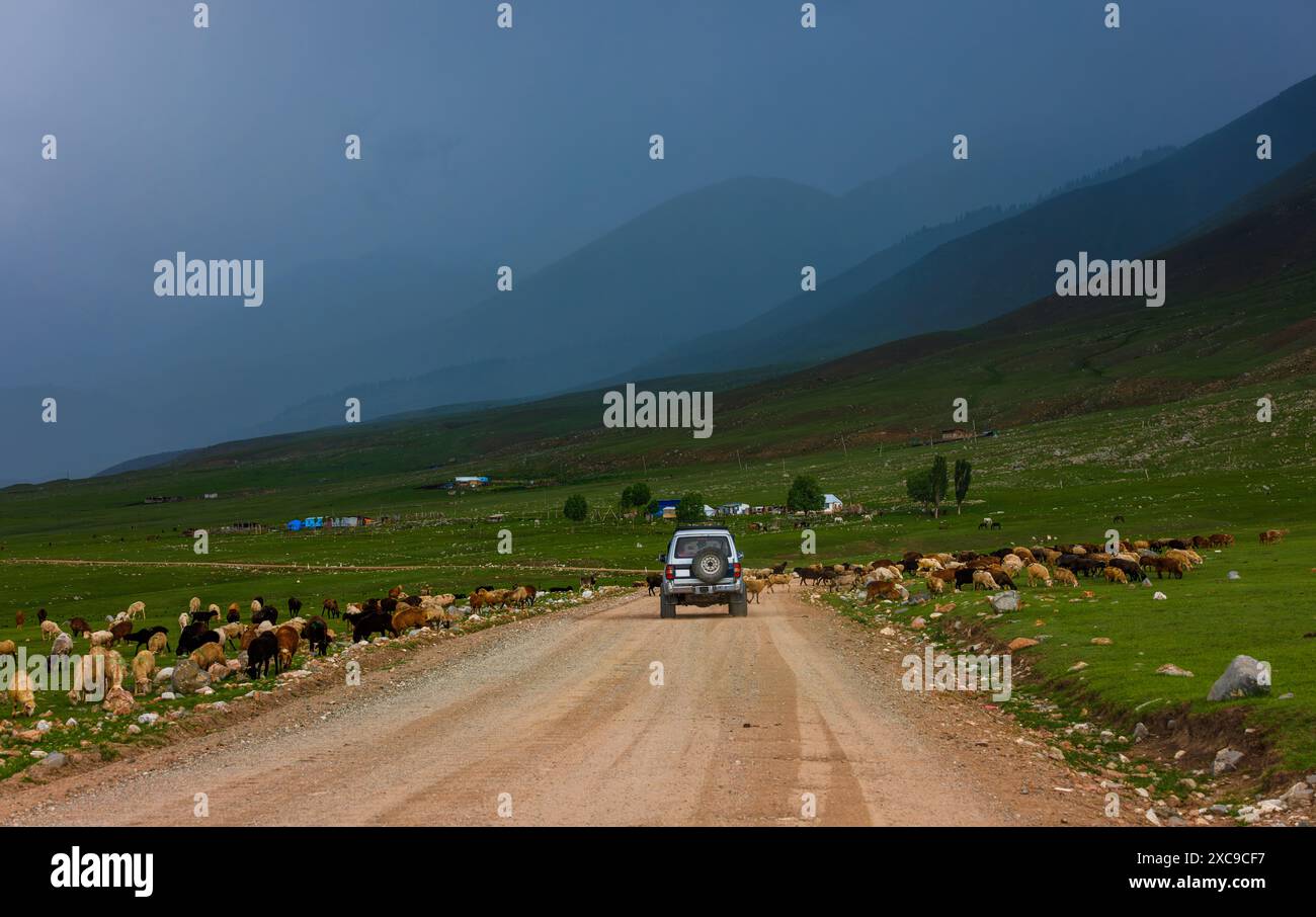 Offroad journey through rugged countryside with sheep and scenic ...