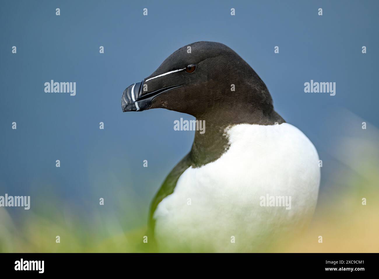 Razorbill (Alca torda islandica) from Latrabjarg bird cliff, Westfjords ...