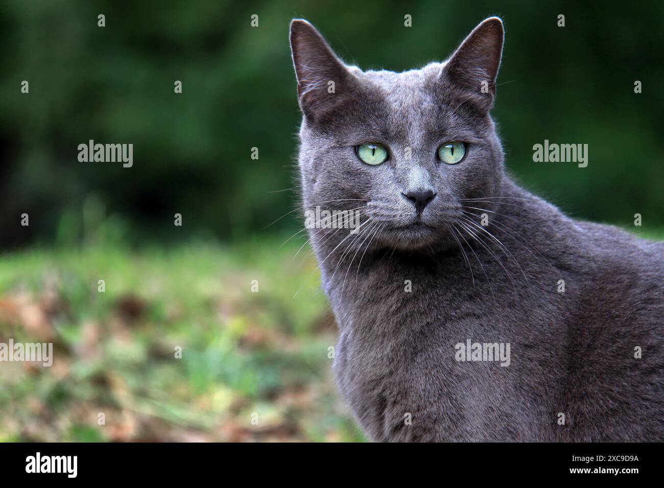 Russian blue cat green eyes hi-res stock photography and images - Alamy