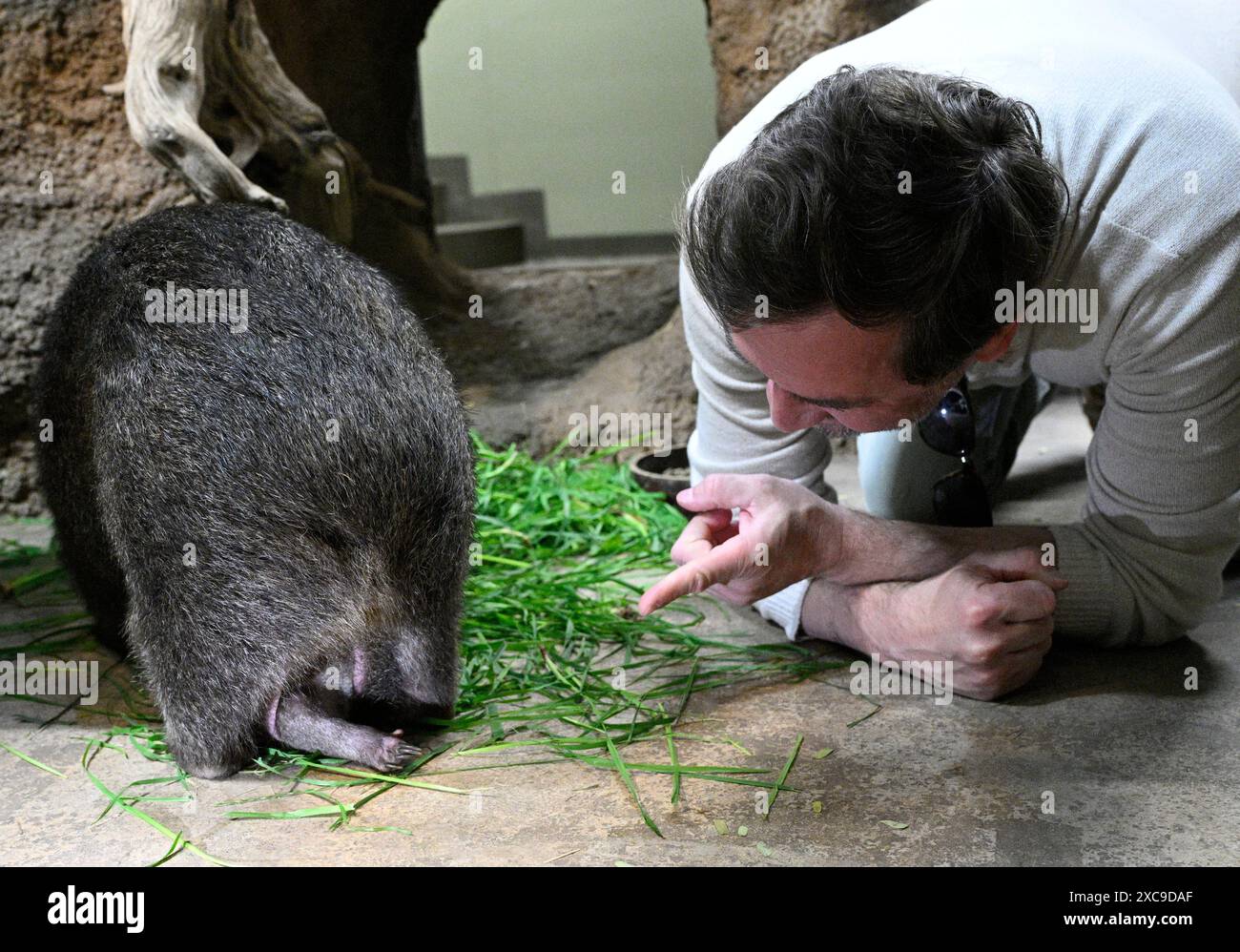 Prague, Czech Republic. 15th June, 2024. Young wombat female Mersey ...