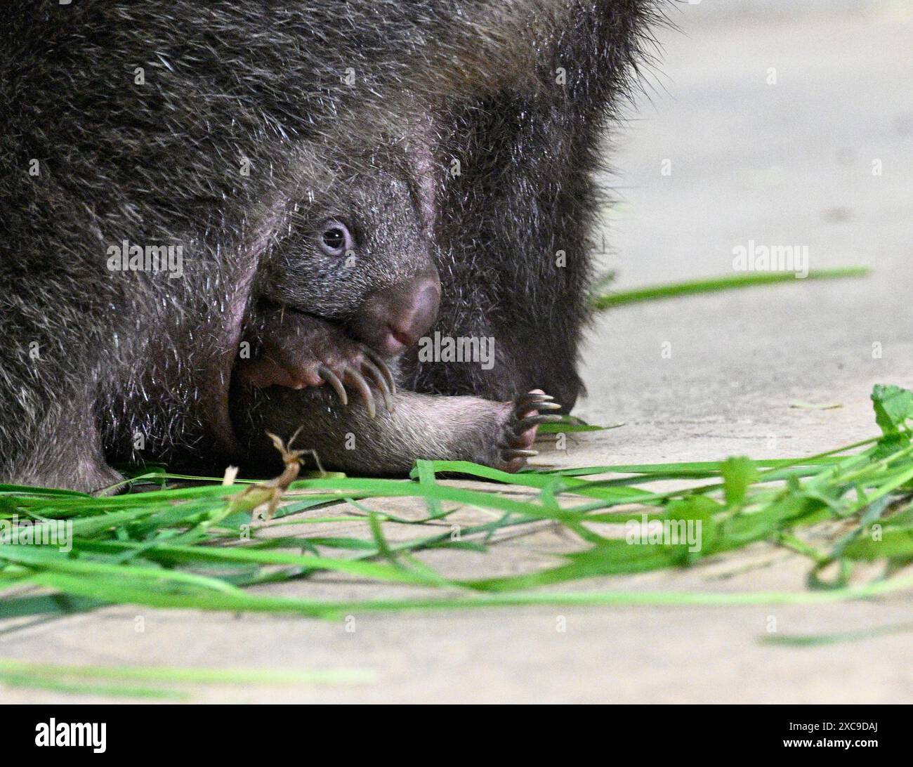 Prague, Czech Republic. 15th June, 2024. Young wombat female Mersey ...
