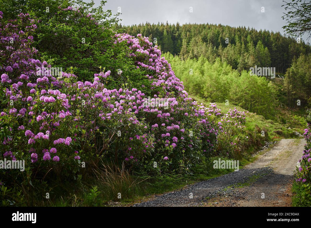 Ireland highland river, waterfall, tree Stock Photo - Alamy