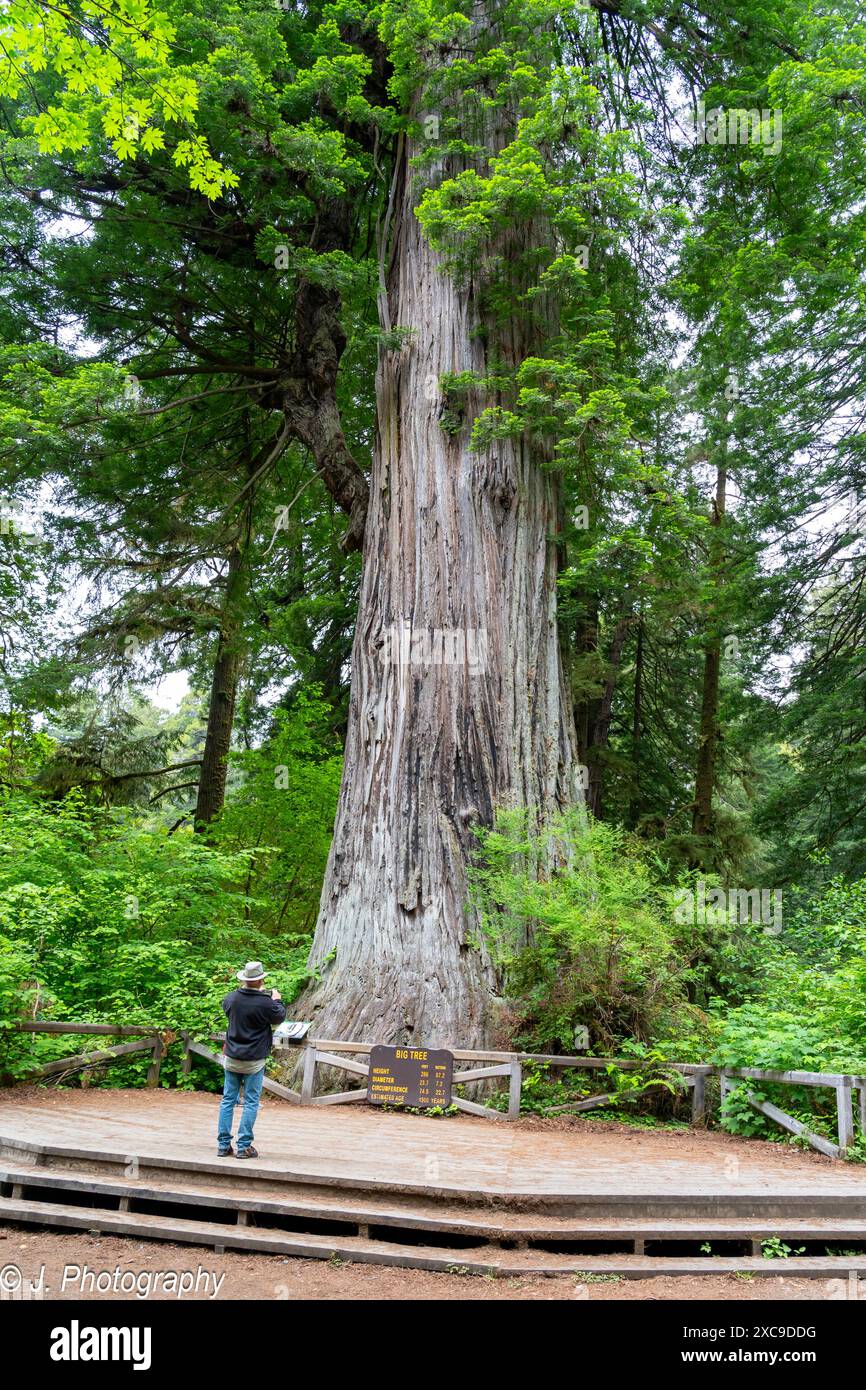 A tourist taking photos in front of the Big Tree Wayside in Prairie ...