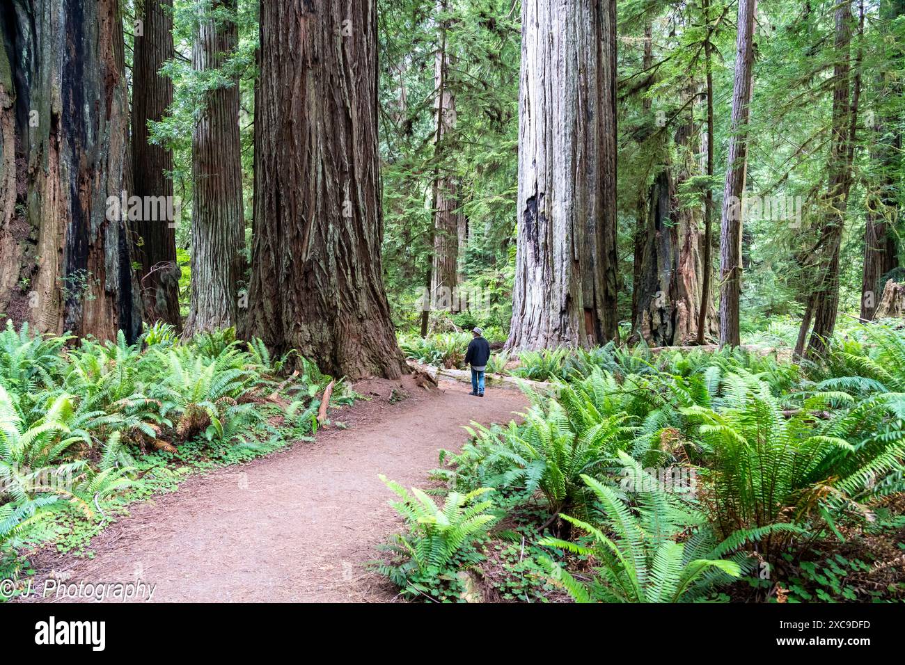 Orick, California, USA - June 13, 2023: A tourist walking in Prairie ...