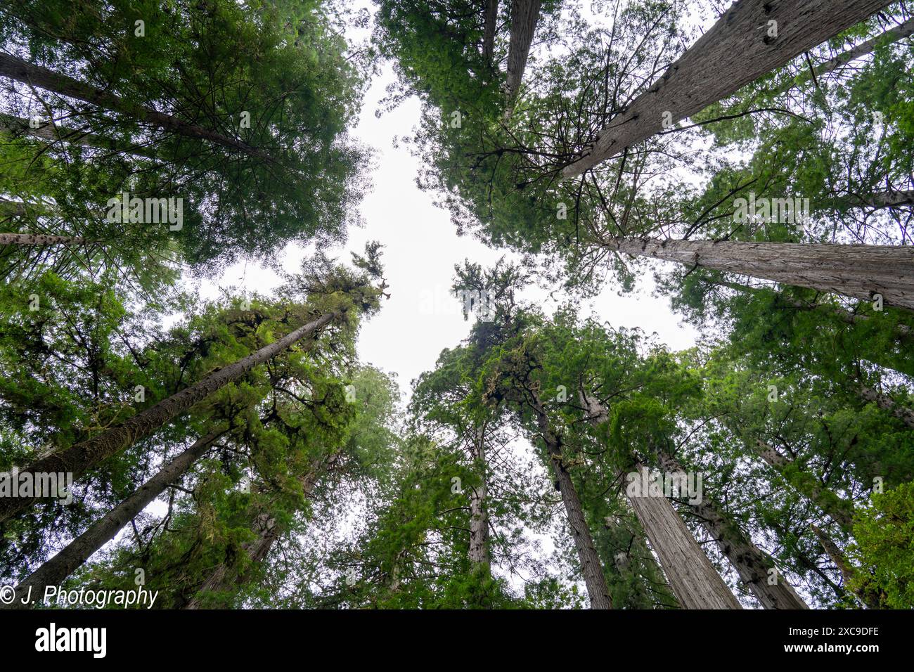 Subfamily of coniferous trees hi-res stock photography and images - Alamy