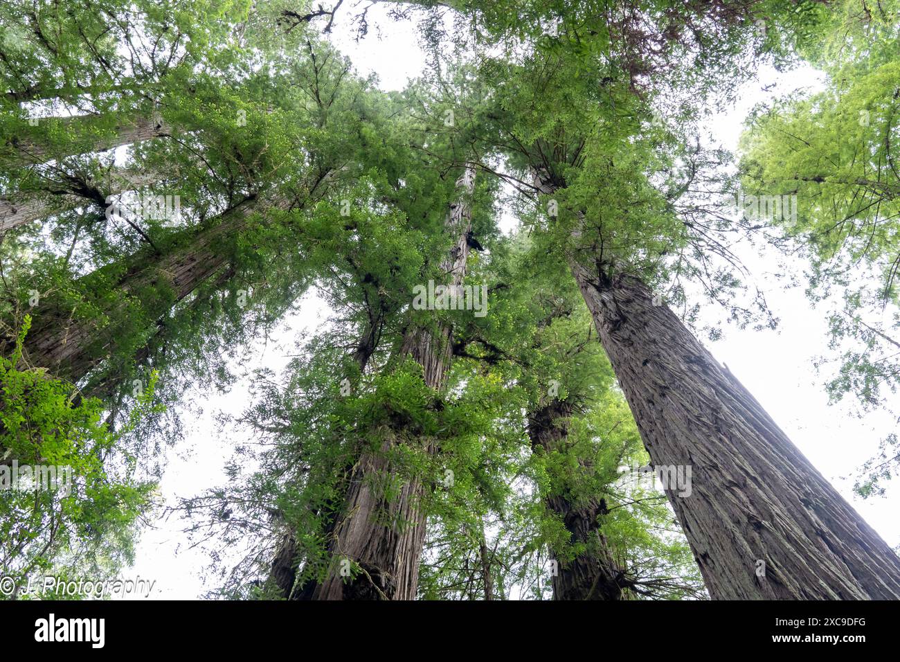 Looking up of large redwood trees Stock Photo - Alamy