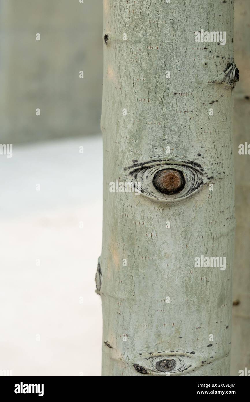 Aspen tree species hi-res stock photography and images - Alamy