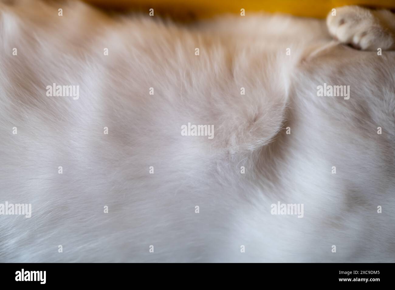 White fur texture hi-res stock photography and images - Alamy
