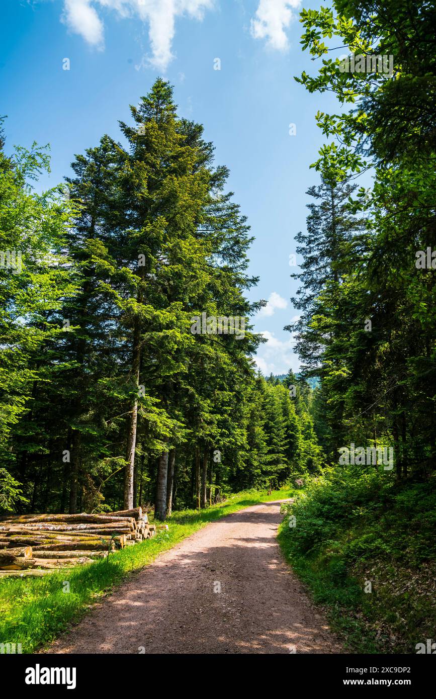 Germany, Black forest schwarzwald nature landscape hiking trail through ...