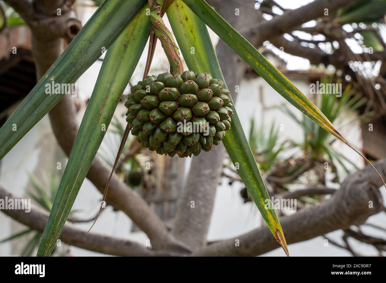 Pandanus fruit pandanus utilis hi-res stock photography and images - Alamy