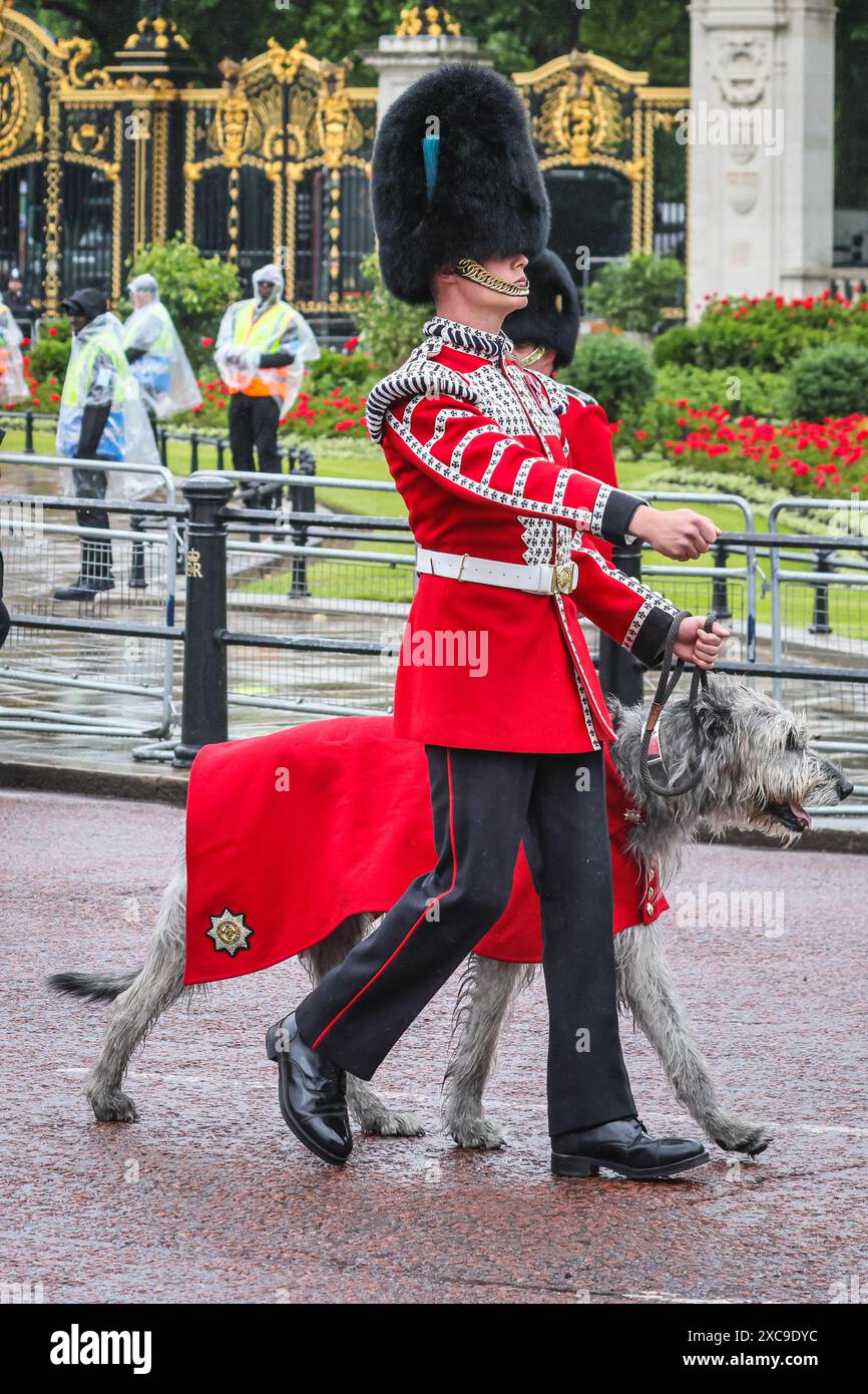 London, UK. 15th June, 2024. Seamus, the Irish wolf hound, mascot of ...