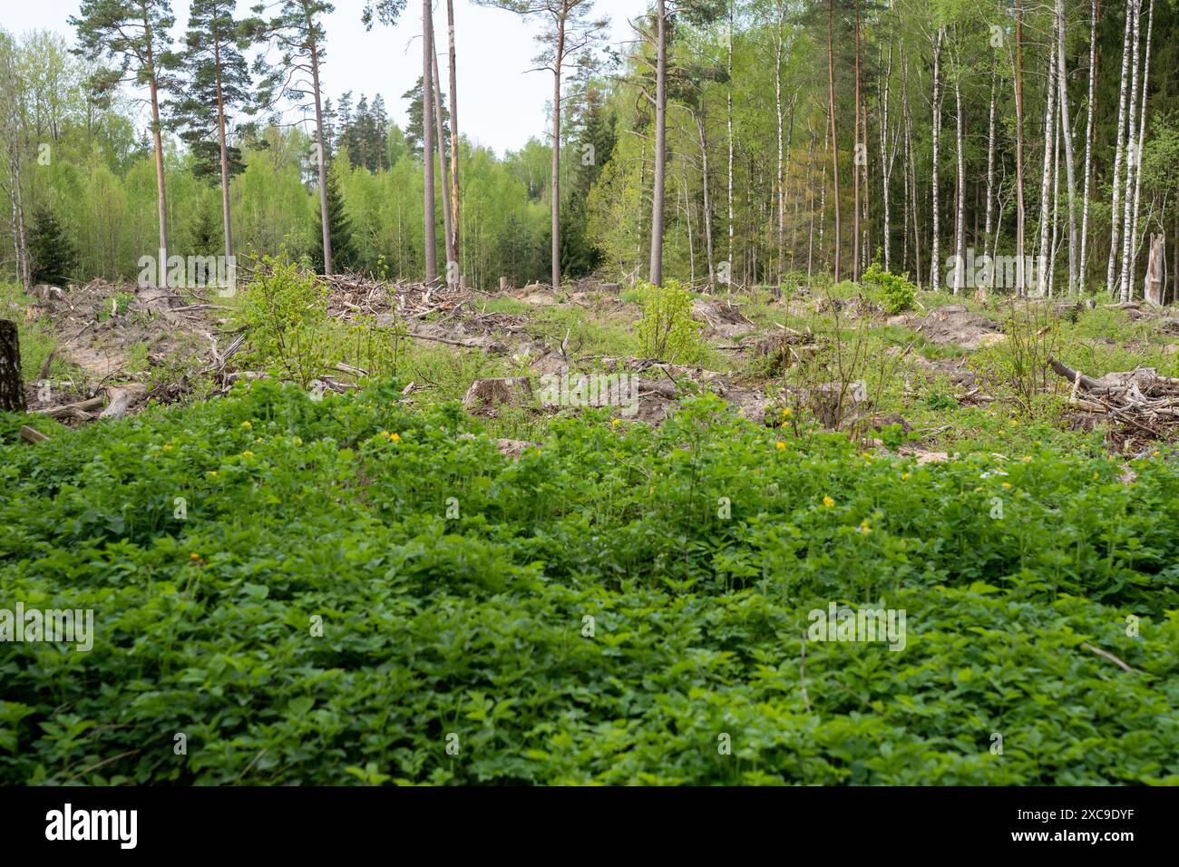 Landscape of deforestation with green grass Stock Photo - Alamy