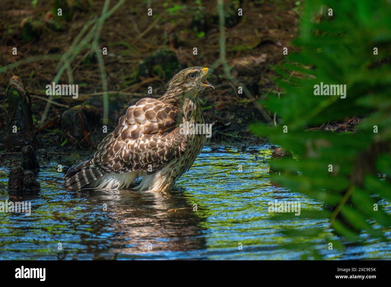 Red-shouldered Hawk flying Stock Photo - Alamy