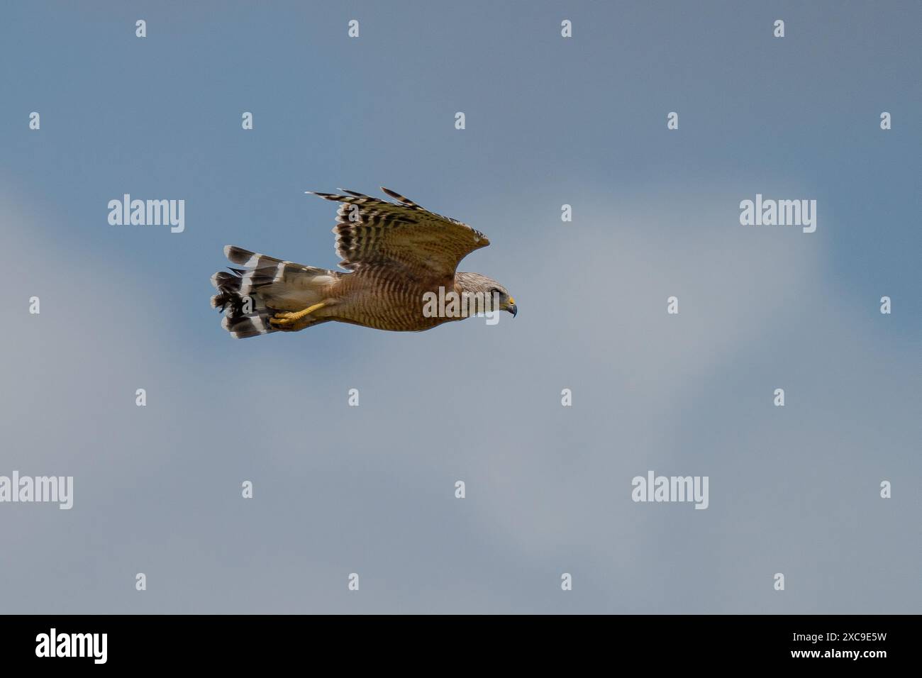 Red-shouldered Hawk flying Stock Photo - Alamy