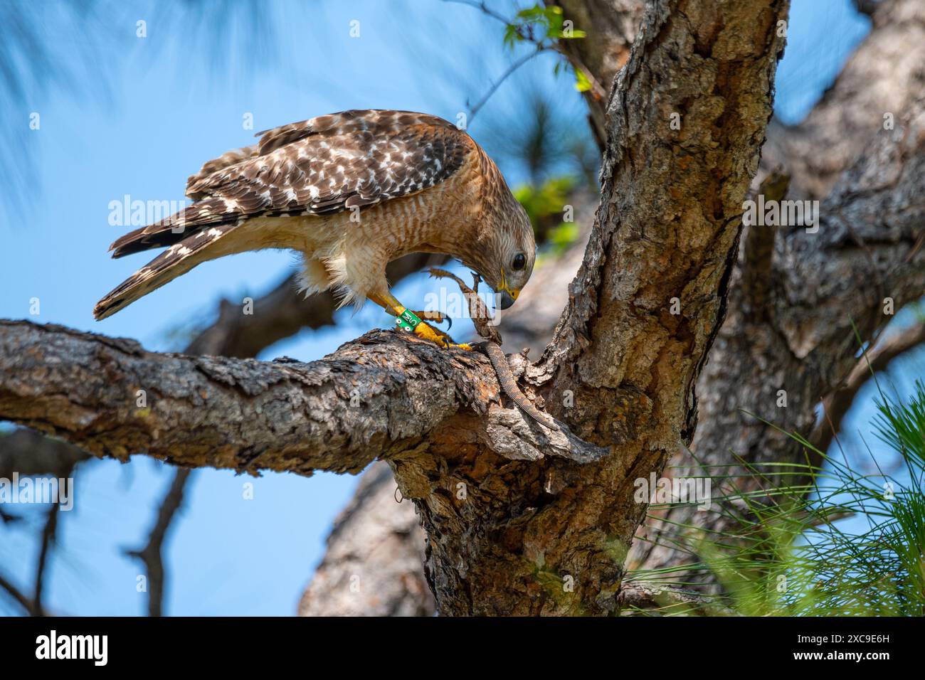 Red-shouldered Hawk perched on a tree branch with its prey Stock Photo ...
