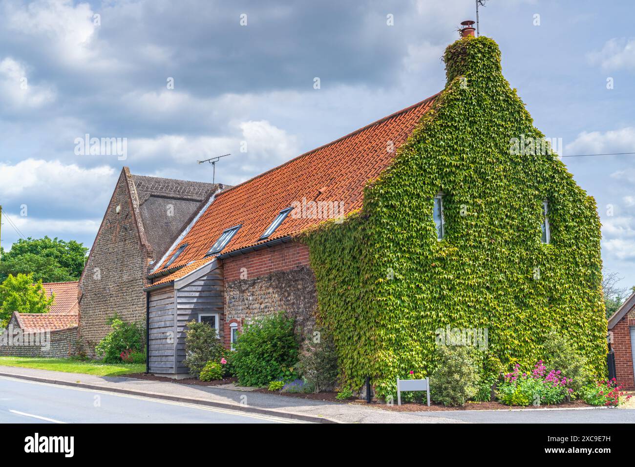 Traditional Norfolk countryside flint built house with ivy growing on ...