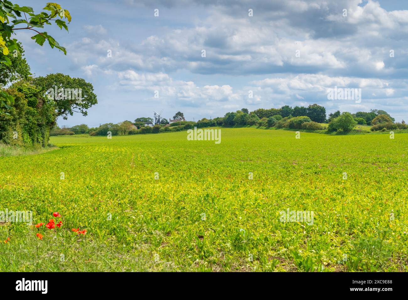Cover crop in a field in the UK Countryside in North Norfolk Stock ...
