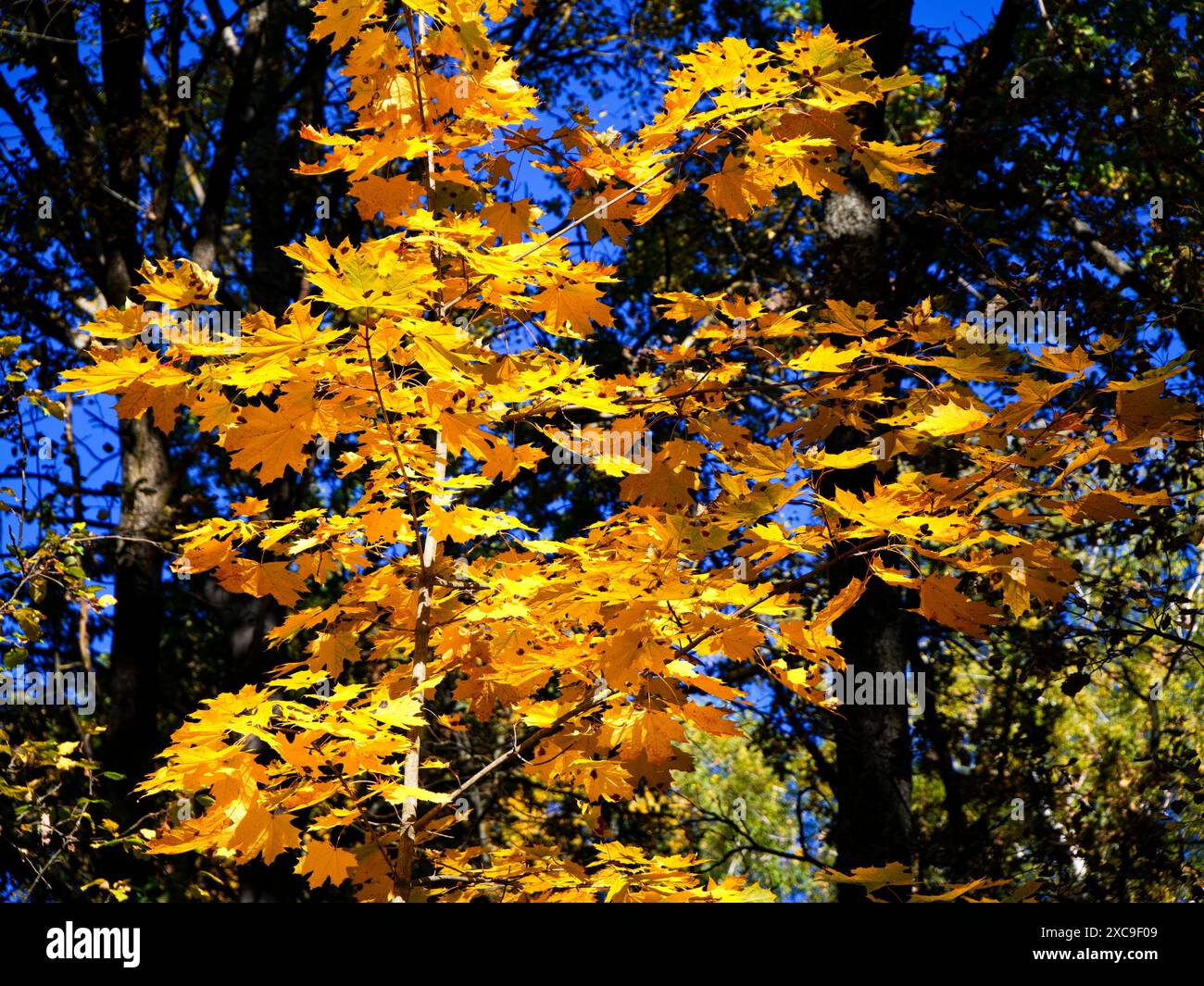 Dark fall foliage colors hi-res stock photography and images - Alamy