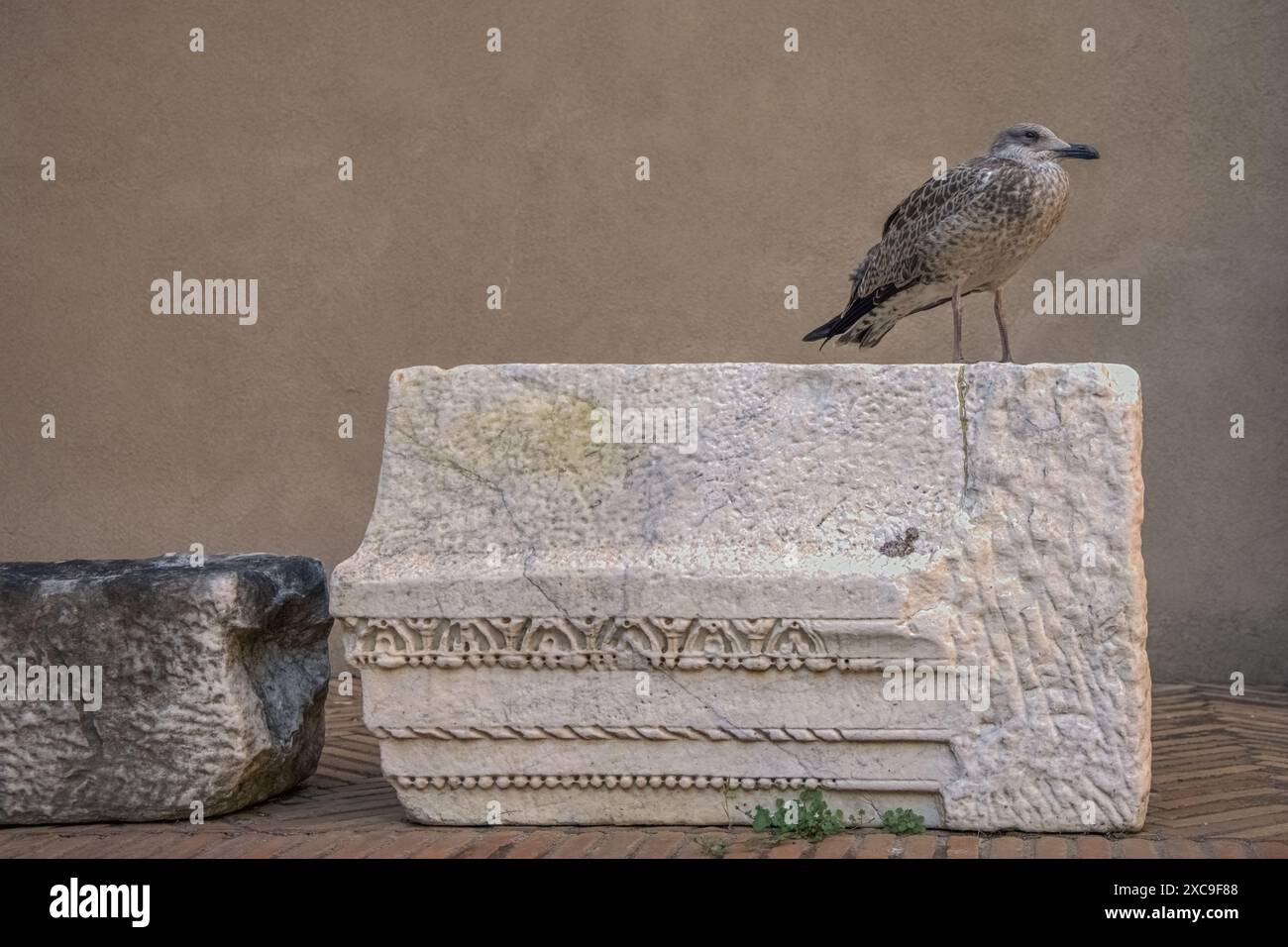 Ancient Roman Excavated Architectural Elements and the Seagull (Rome ...