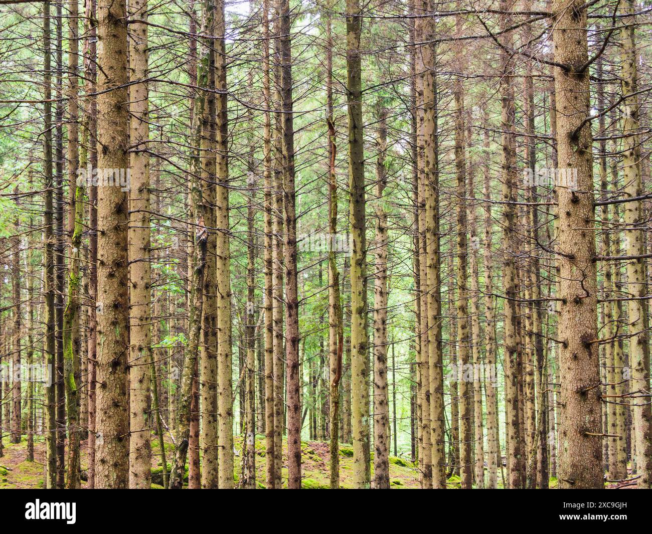 A dense stand of pine trees in a Swedish forest, with sunlight ...